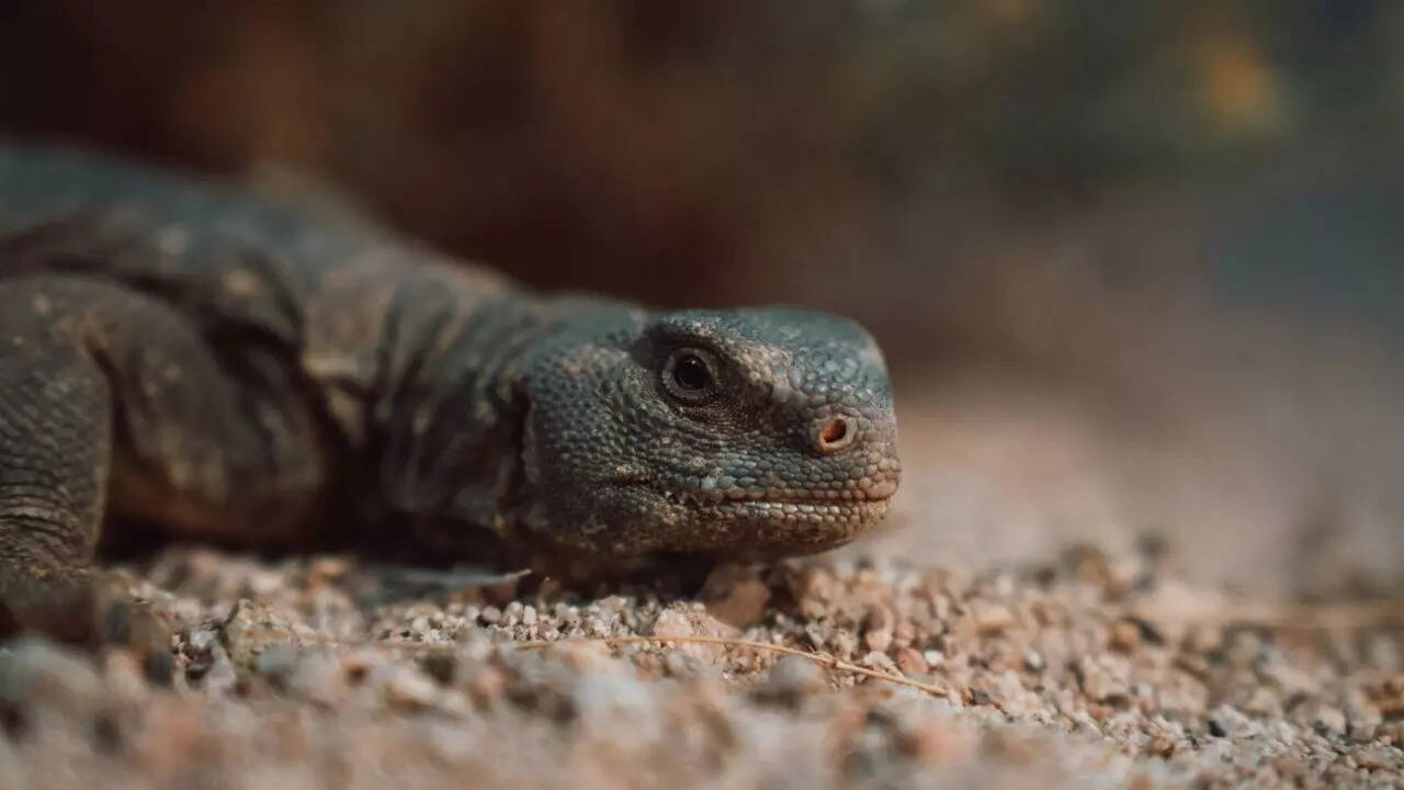 Desert lizards sneeze salt to survive: Why adaptation wins over thirst