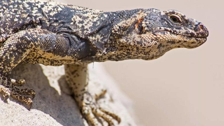 Desert lizards sneeze salt to survive: Why adaptation wins over thirst