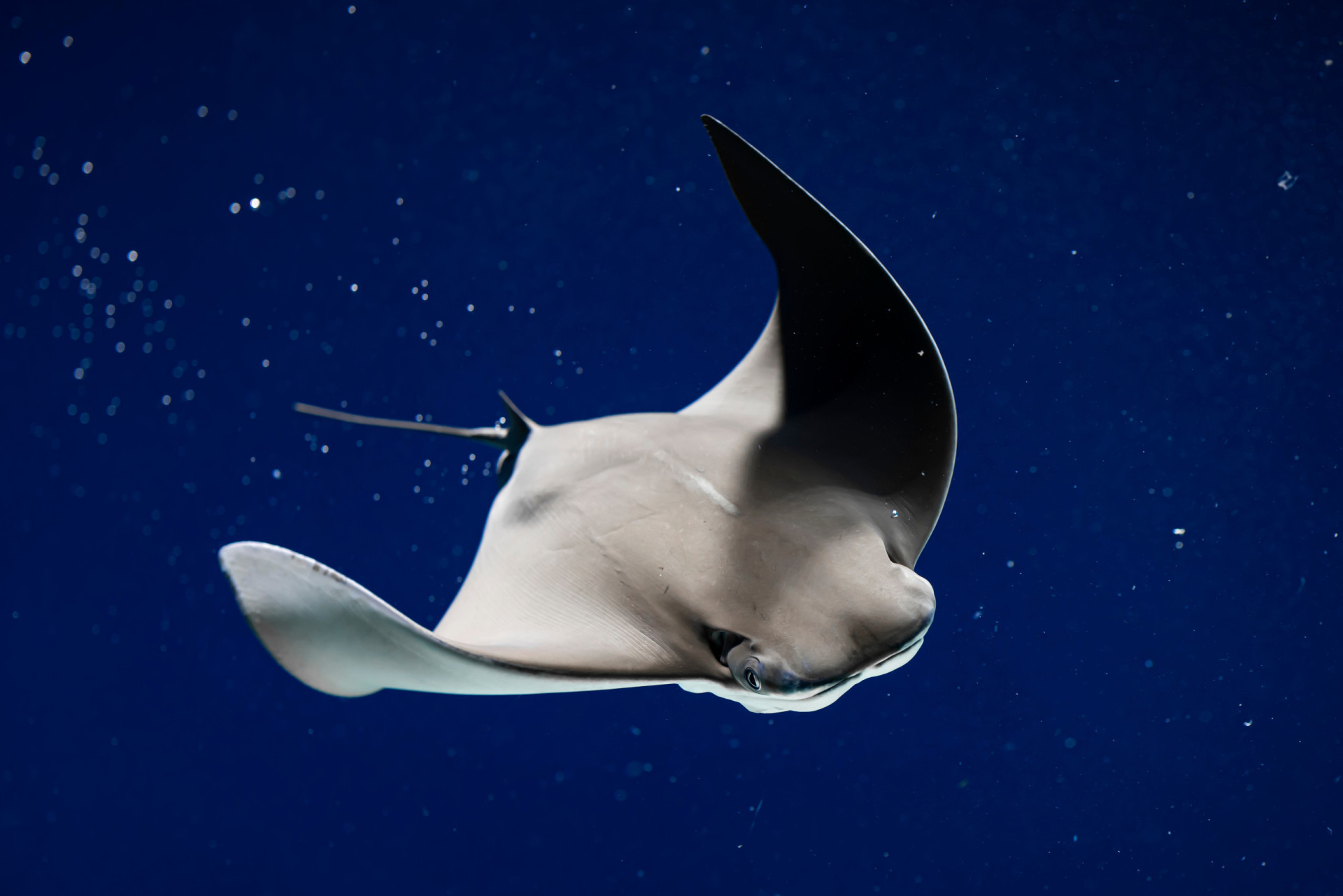 These animals can produce a baby without mating