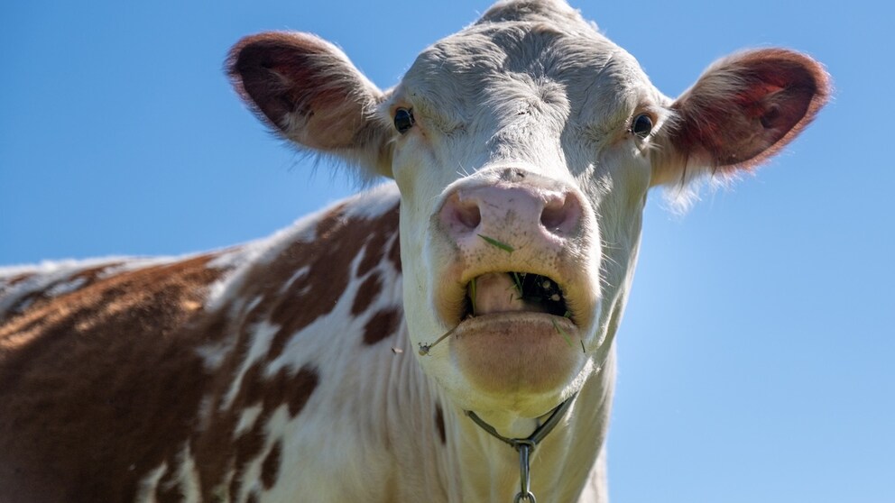 Wie viele Mägen hat eigentlich eine Kuh?