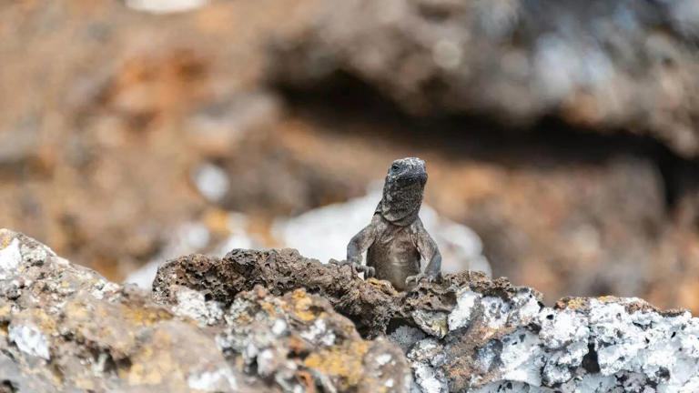 Desert lizards sneeze salt to survive: Why adaptation wins over thirst