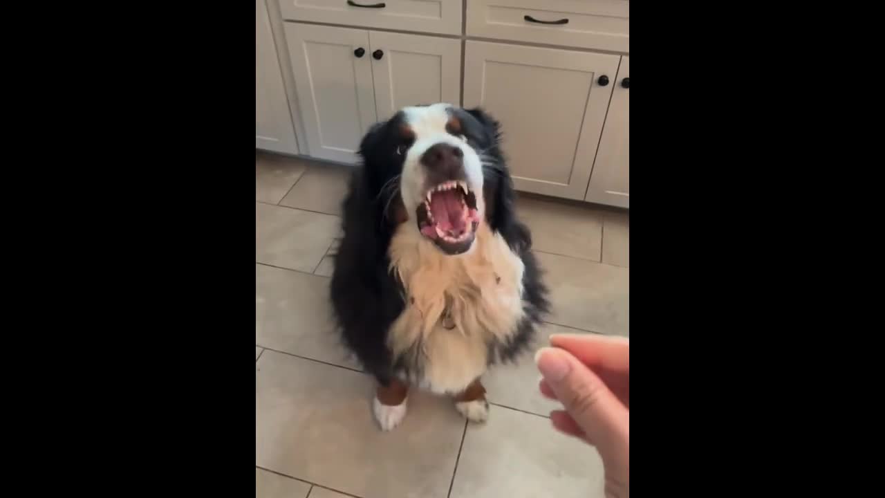 Two dogs snack catching attempt in Boston, USA