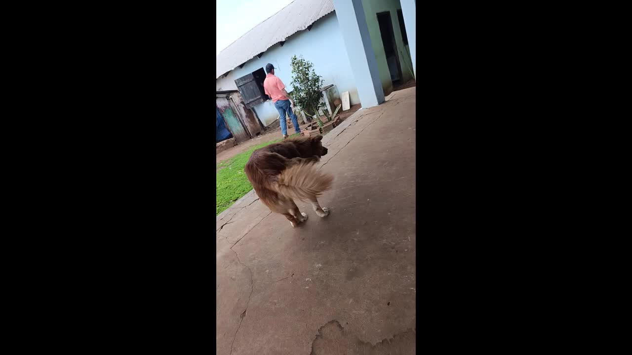 Dog balancing and walking on two front legs in General Artigas, Paraguay