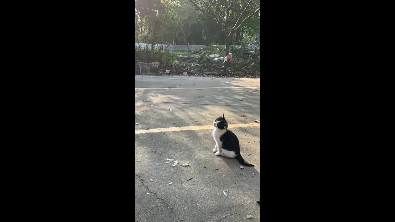 Adorable cat follows bouncing ball in Guangdong, China