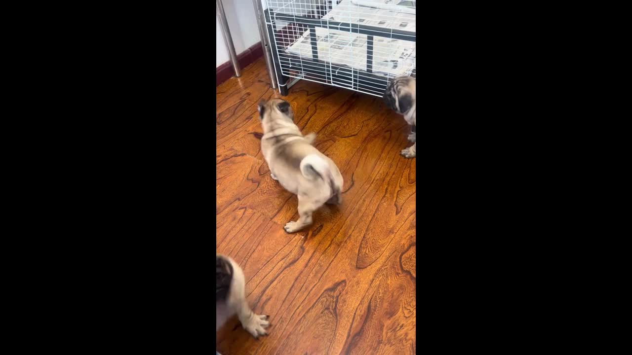 Parrot chased by pugs in Heilongjiang, China