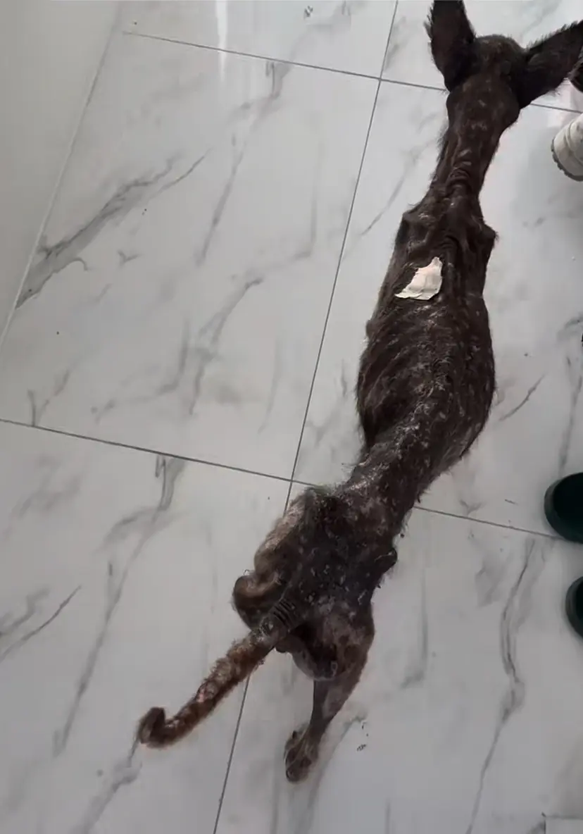 Cachorrinha encontrada à beira da morte surpreende após resgate: "Ela ...
