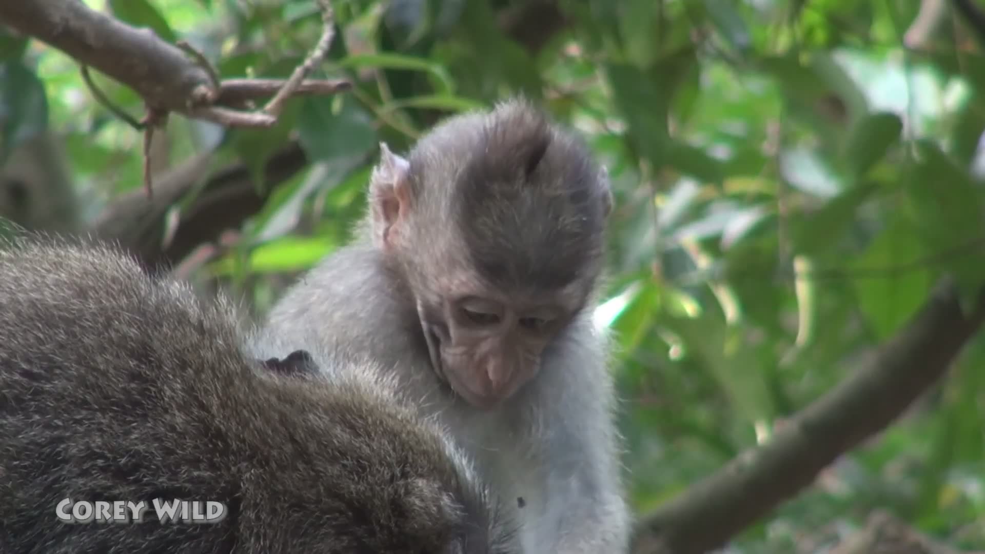 Giant python rescue | Snake eats villagers chickens