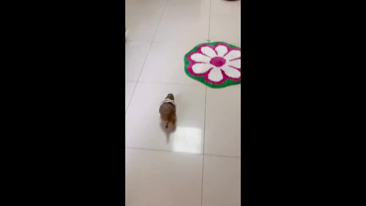 Adorable prairie dog responds to owner’s voice in Shanghai, China