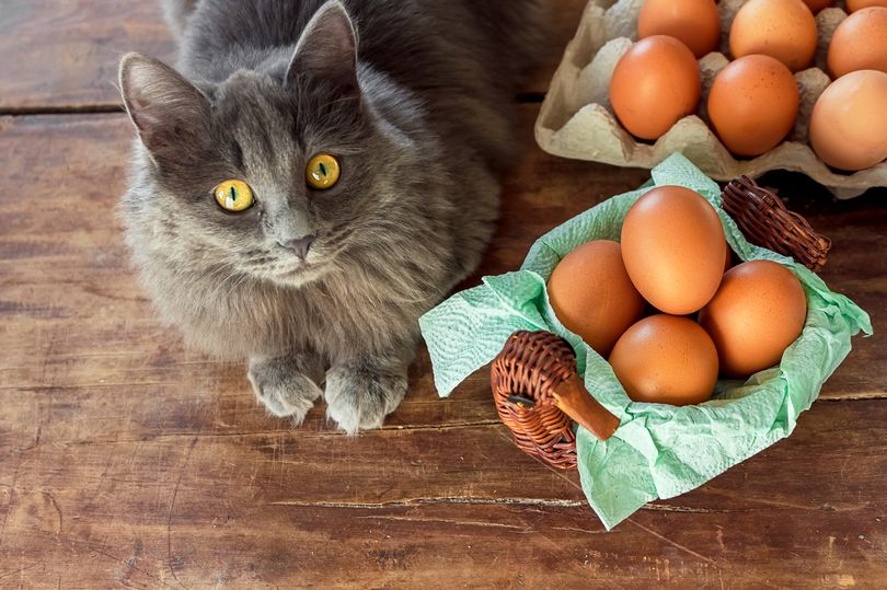 Innocent-looking photo of cat causes major confusion over one detail