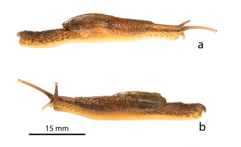 Penemuan Spesies Semi-Slug Baru di Ulu Temburong Pertegas Pentingnya ...