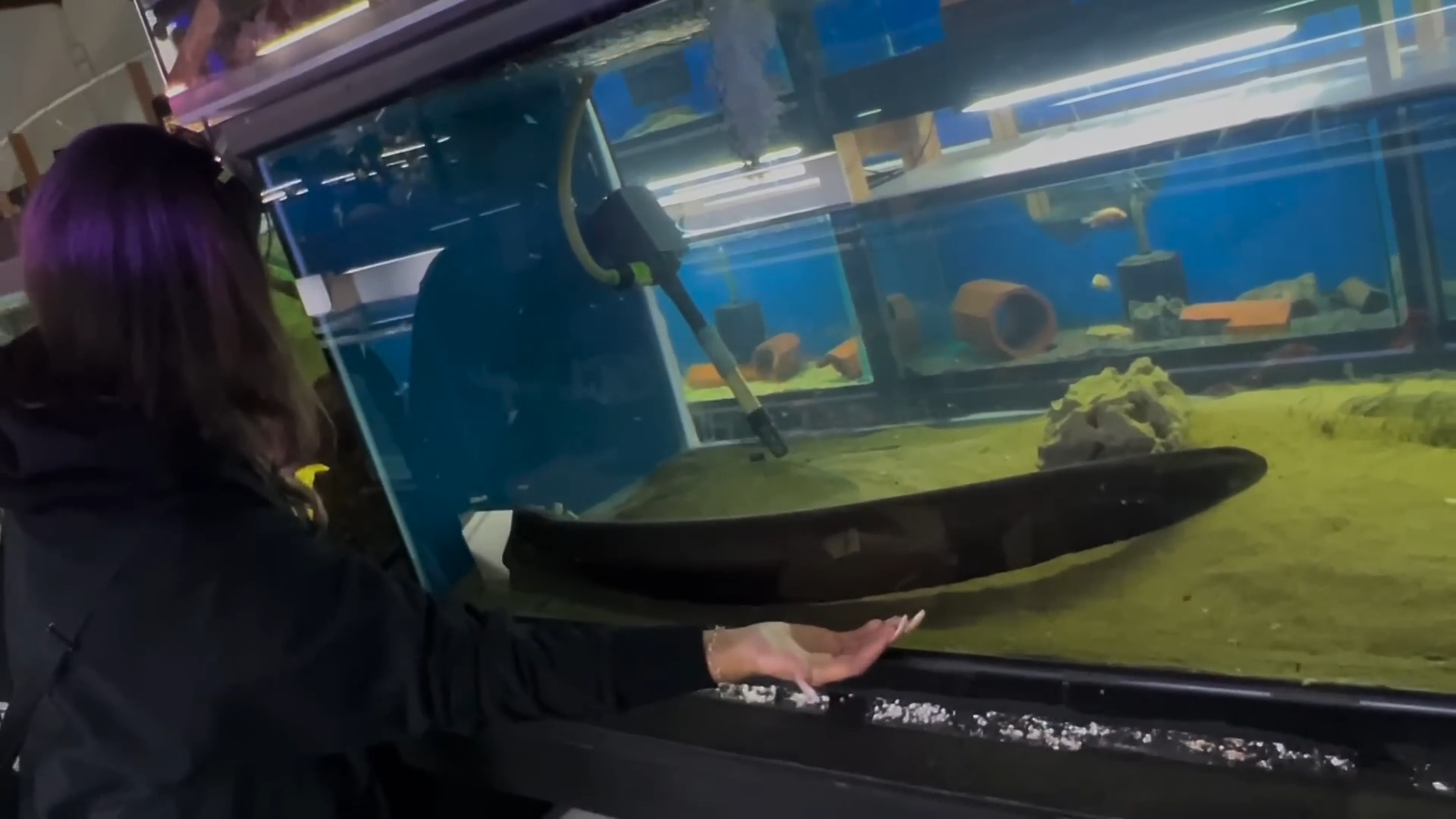 High Voltage Predator: Feeding A Deadly Electric Eel