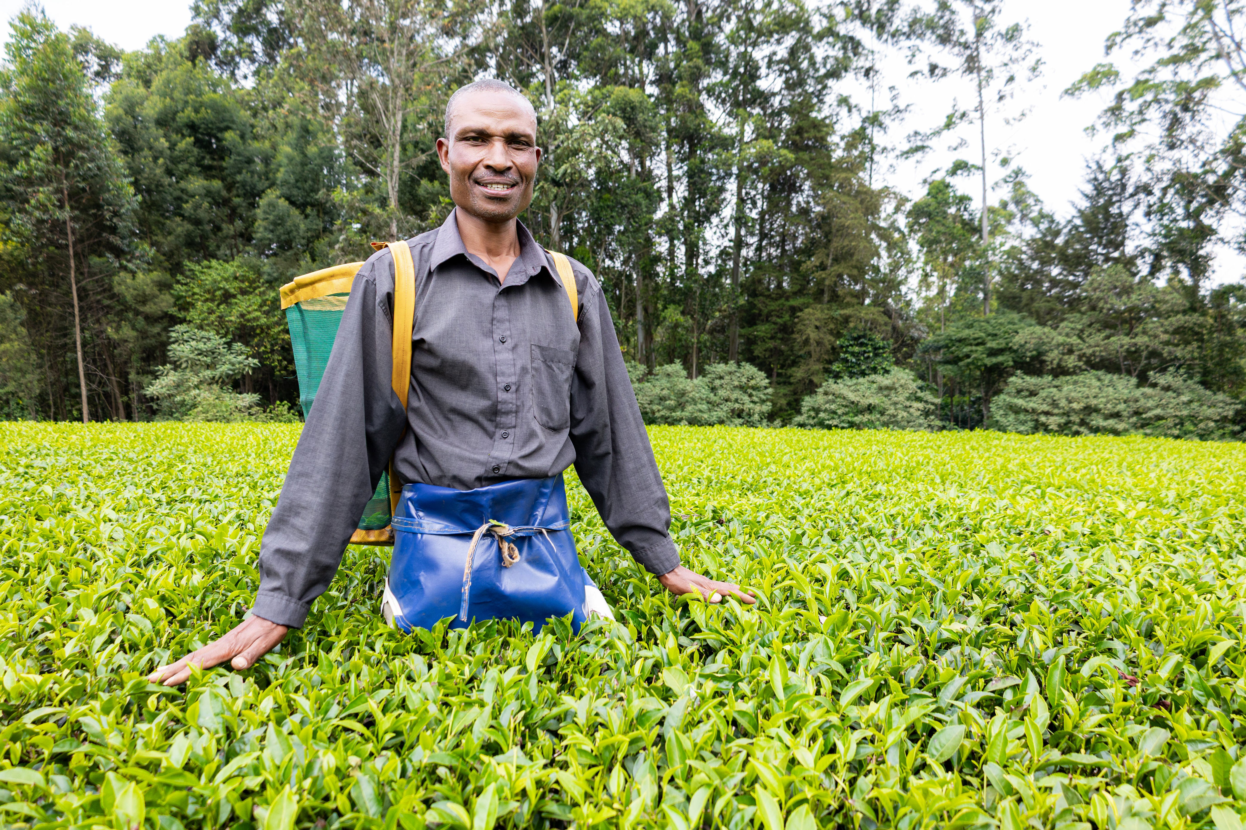 Storm in your teacup: How the climate crisis threatens Kenya’s tea trade