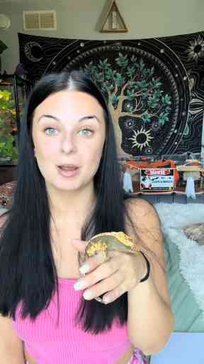 Crested Gecko Care & Cuteness | Why They Make Great Pets