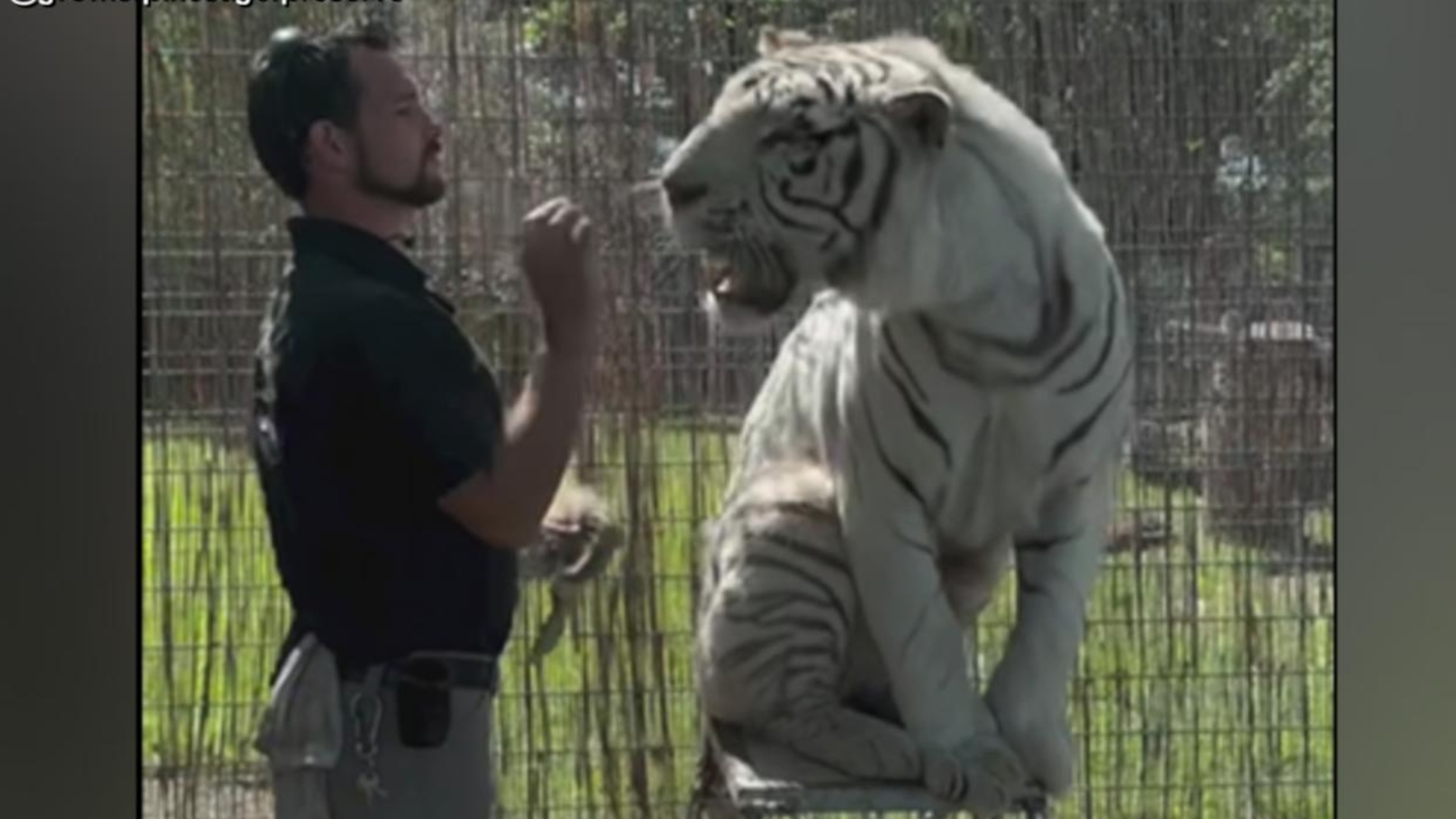 Tiger handler mauled to death at Oklahoma preserve