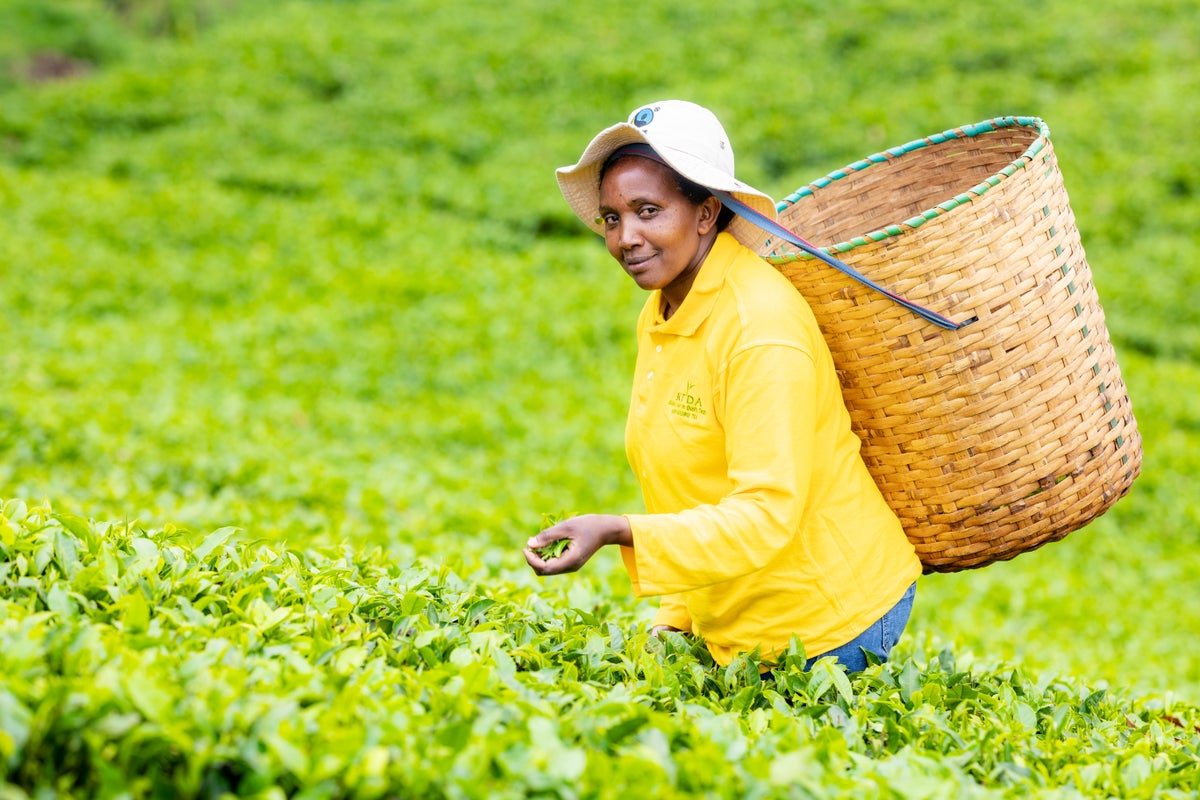 Storm in your teacup: How the climate crisis threatens Kenya’s tea trade