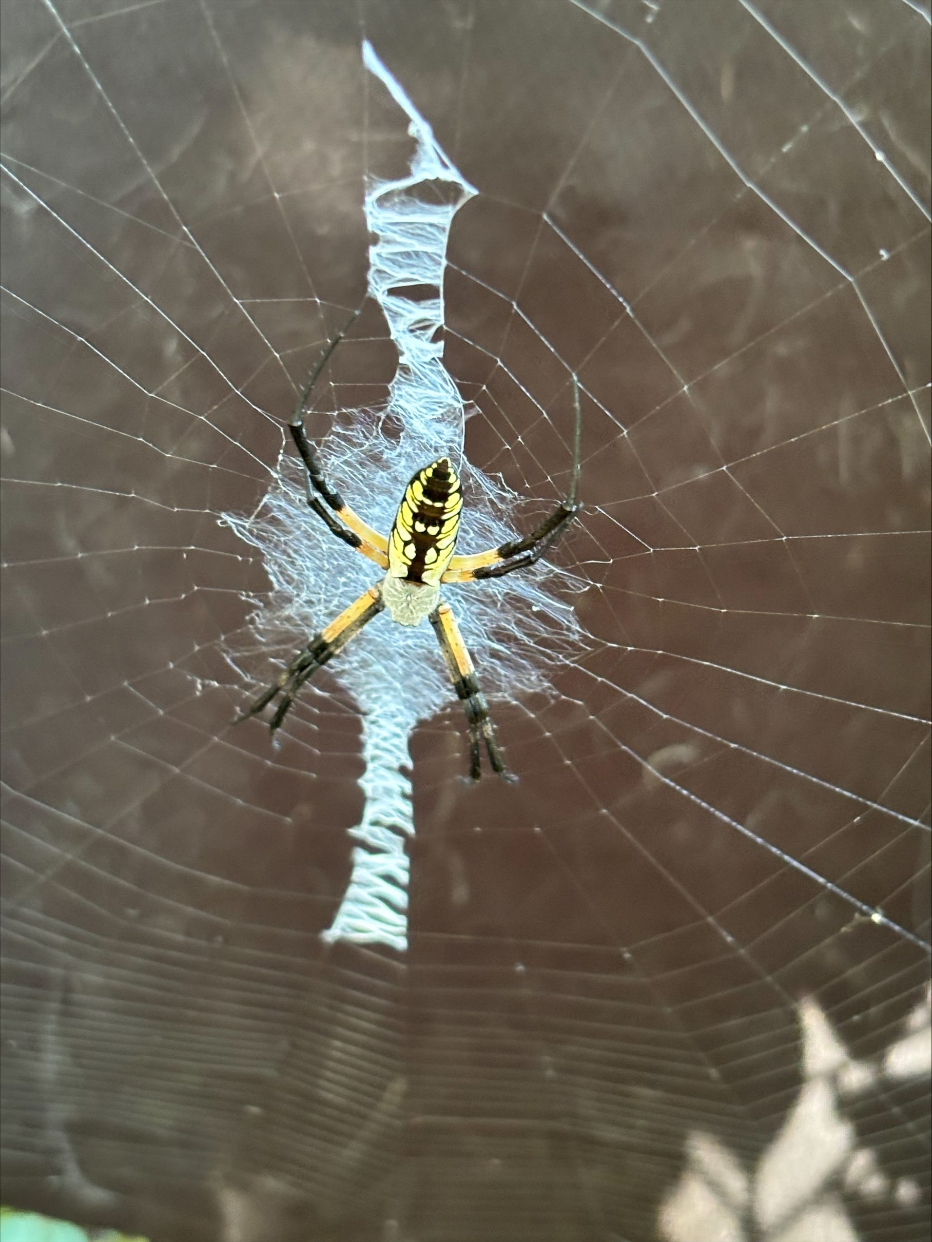 How these huge black and yellow spiders in your garden can teach kids ...