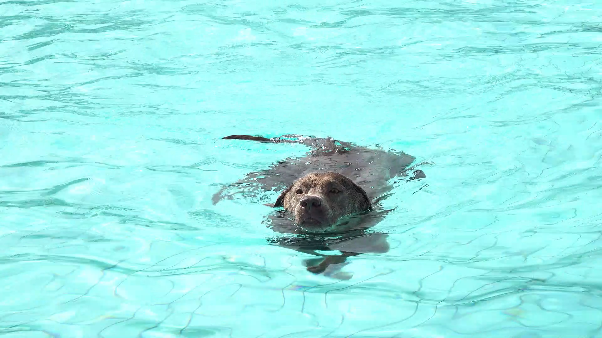 Planschen mit 4 Pfoten: Hunde erobern das Freibad