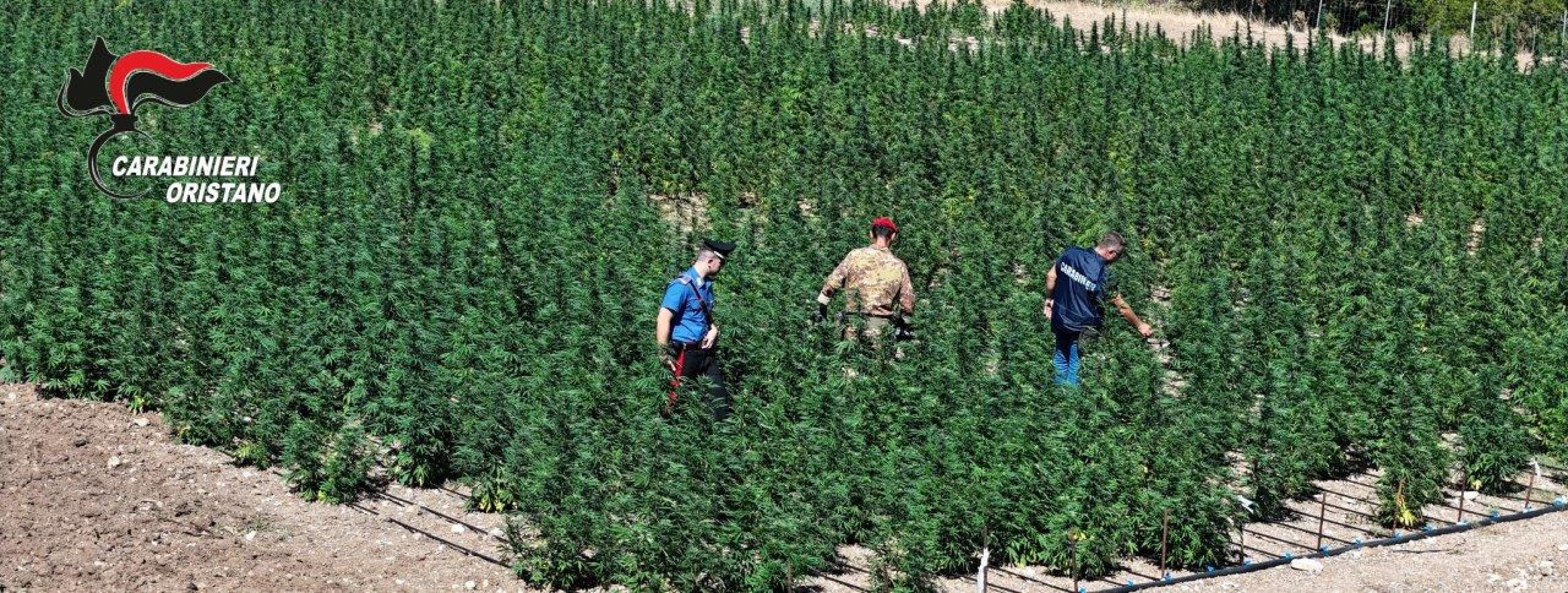 Maxi coltivazione di marijuana a Oristano, oltre 4mila piante
