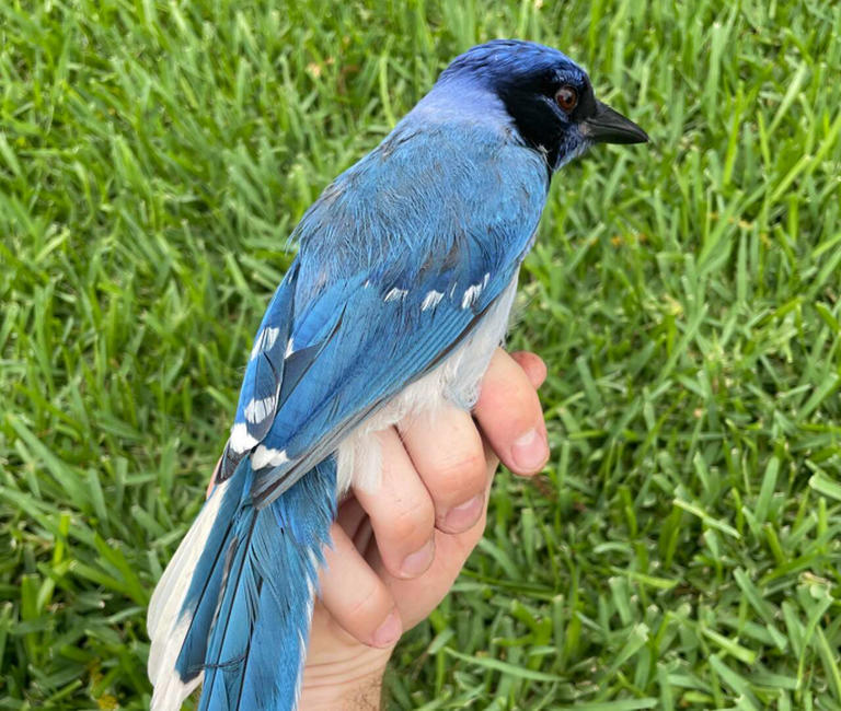 Strange, rare hybrid bird spotted in San Antonio backyard