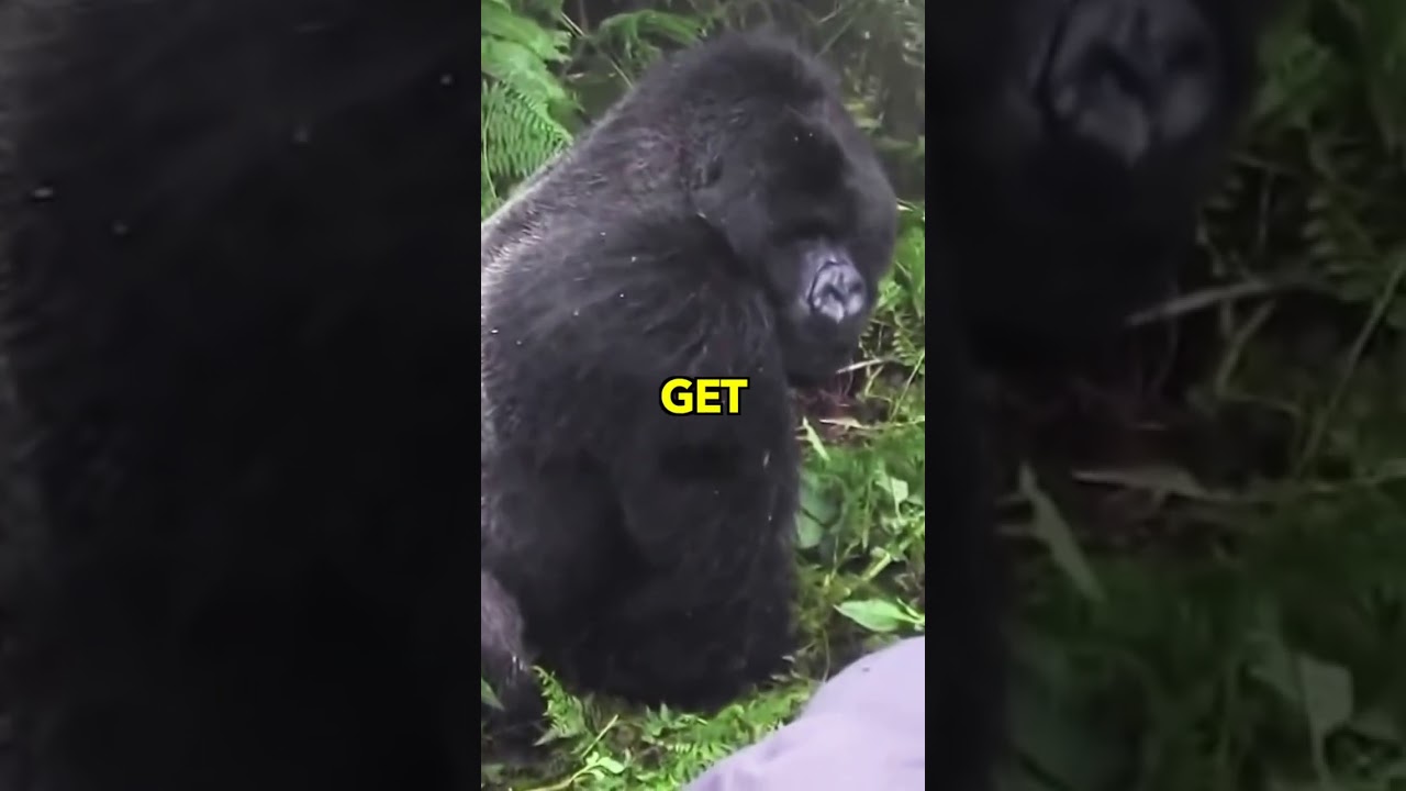 Find out what to do if you ever get attacked by a gorilla