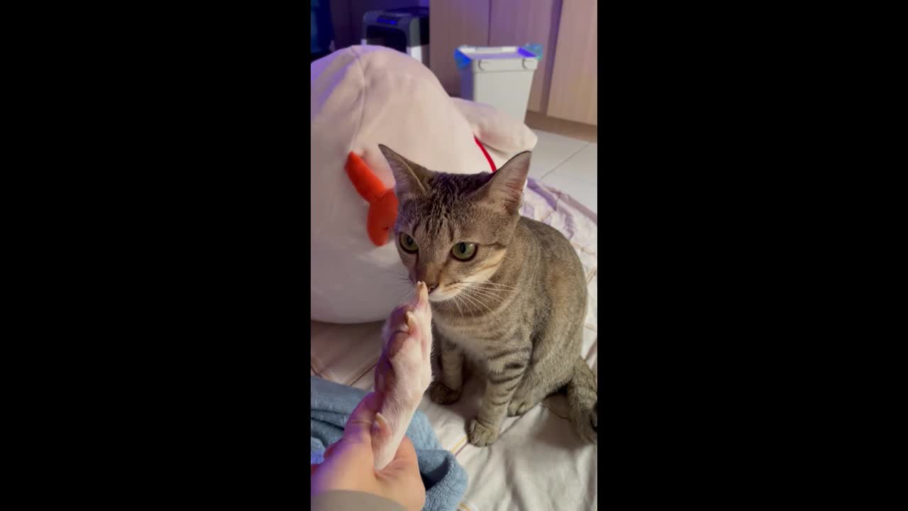 Cat startled when owner playfully puts dog’s paw during yawn in Kuala ...