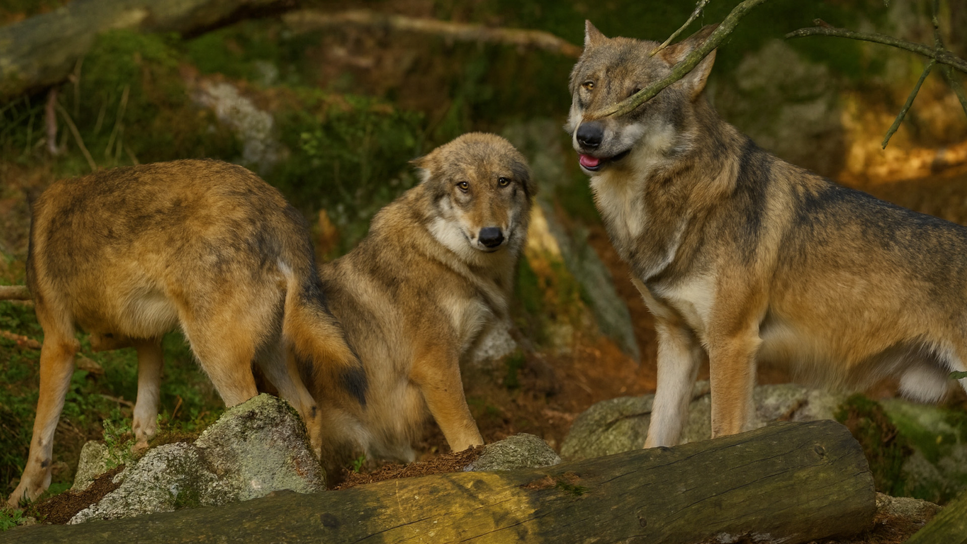 Le loup gris – habitat naturel et forêts en Tchéquie