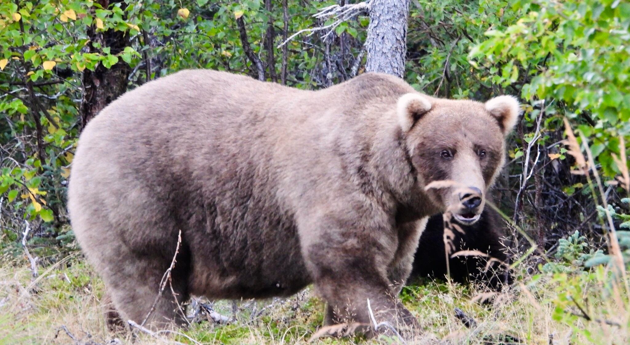 Alaskan brown bears to compete in annual Fat Bear Week competition this ...