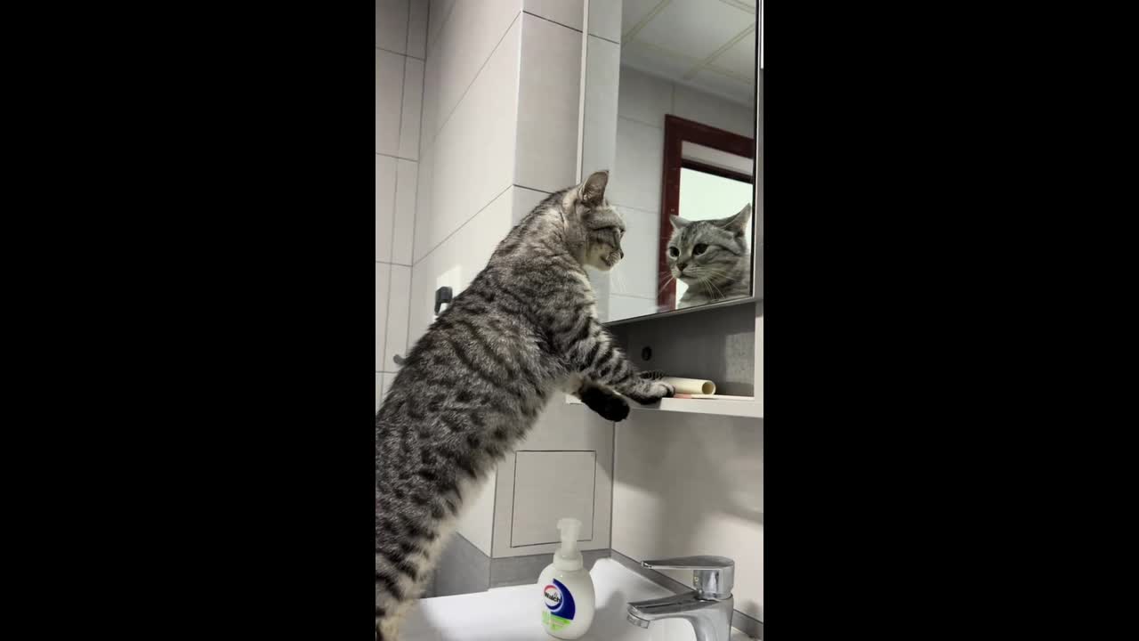 Cat meows at its mirror reflection in Shandong, China