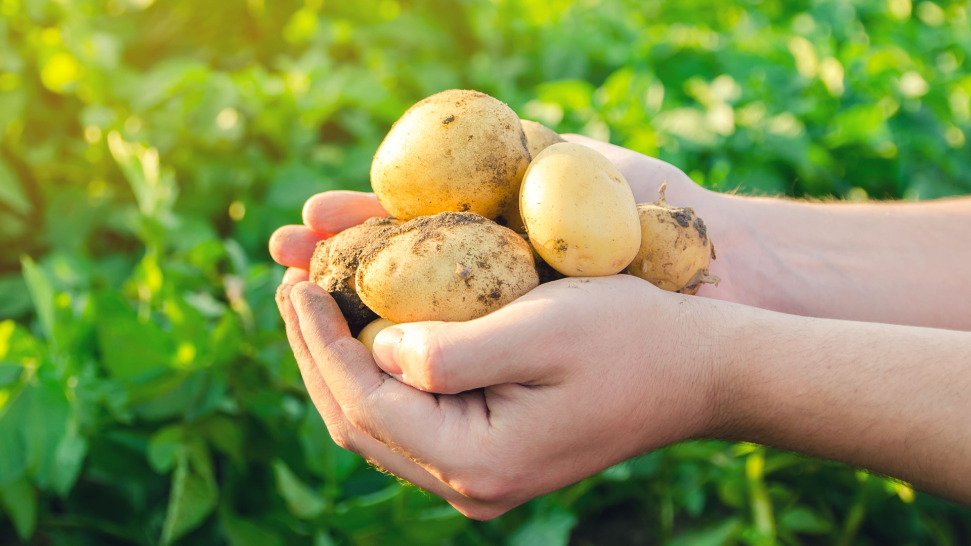Everything You've Always Wanted To Know About Potatoes