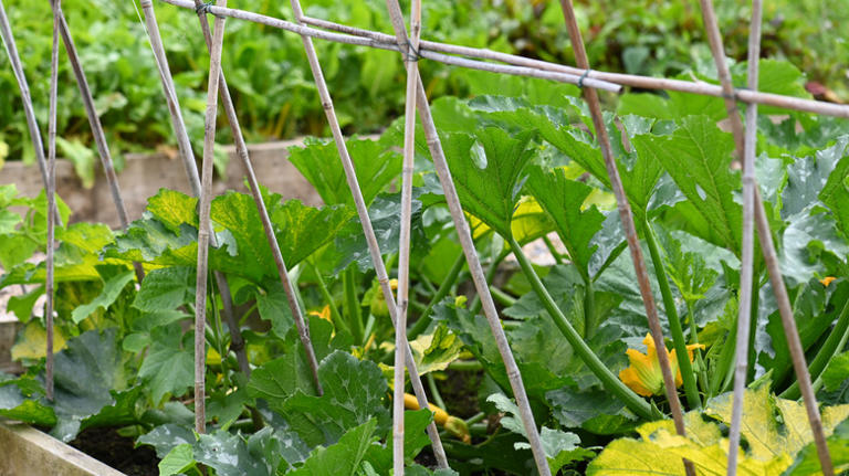 12 Garden Trellis Structures That'll Upgrade Your Gardening Game