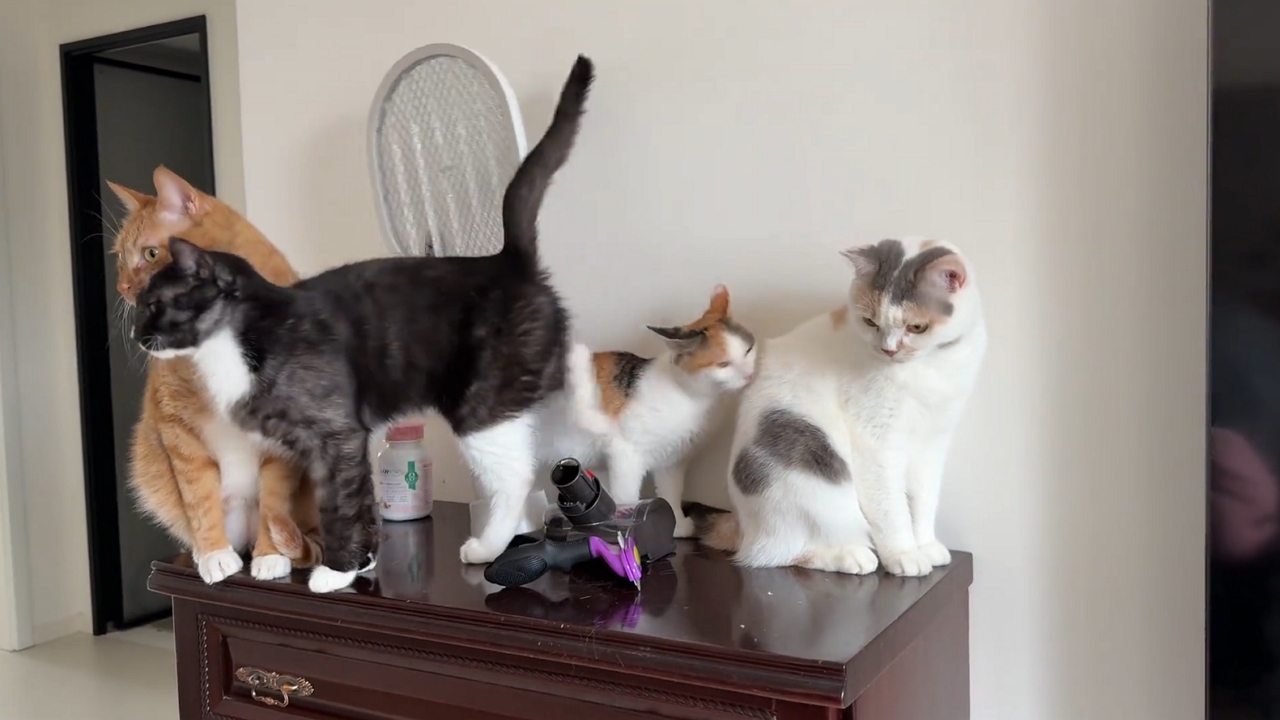 Cats knock over items on dresser in Beijing, China