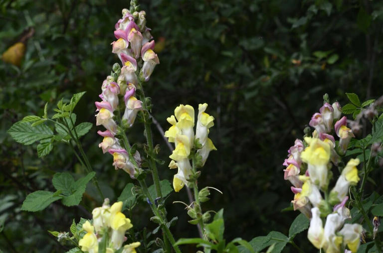 Scientists collect snapdragon flowers in the Pyrenees to trace their ...