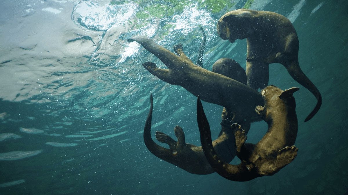 6 Million Years Ago, These Wolf-Sized Otters Were The Largest ...