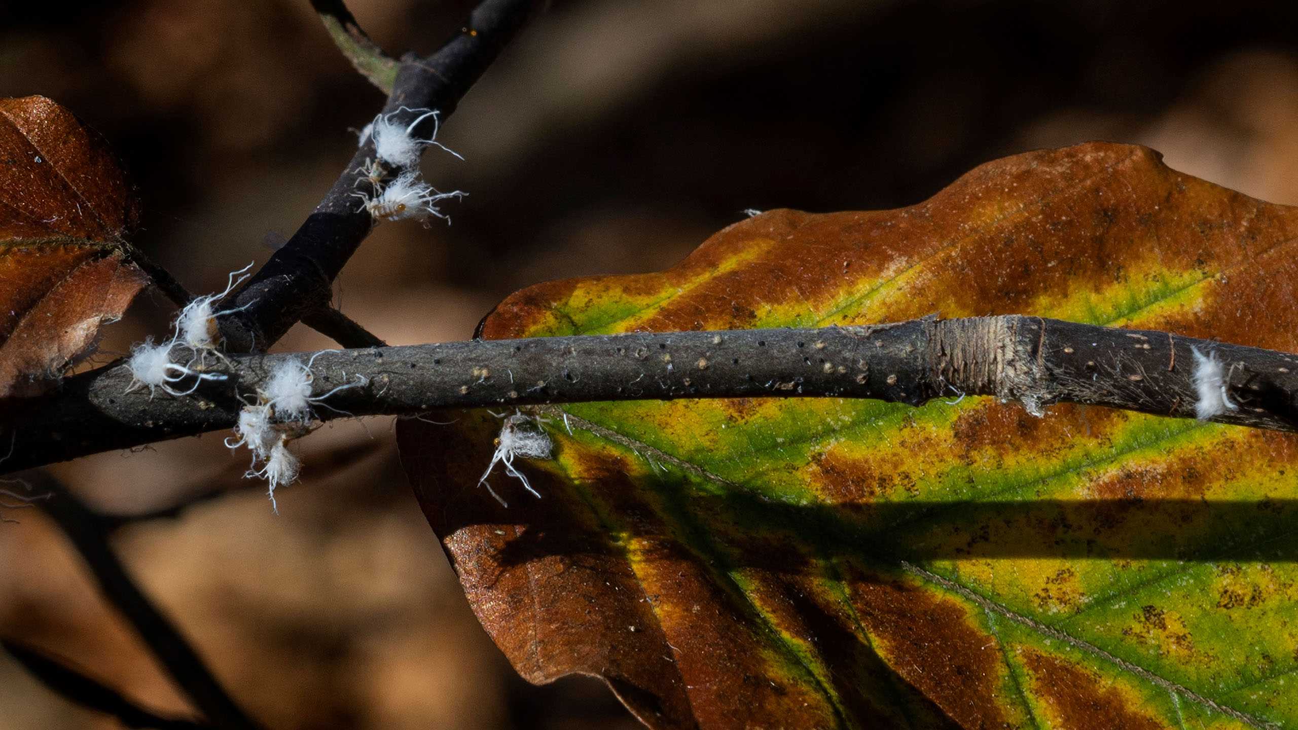 Asian woolly hackberry aphid population can grow as fall approaches