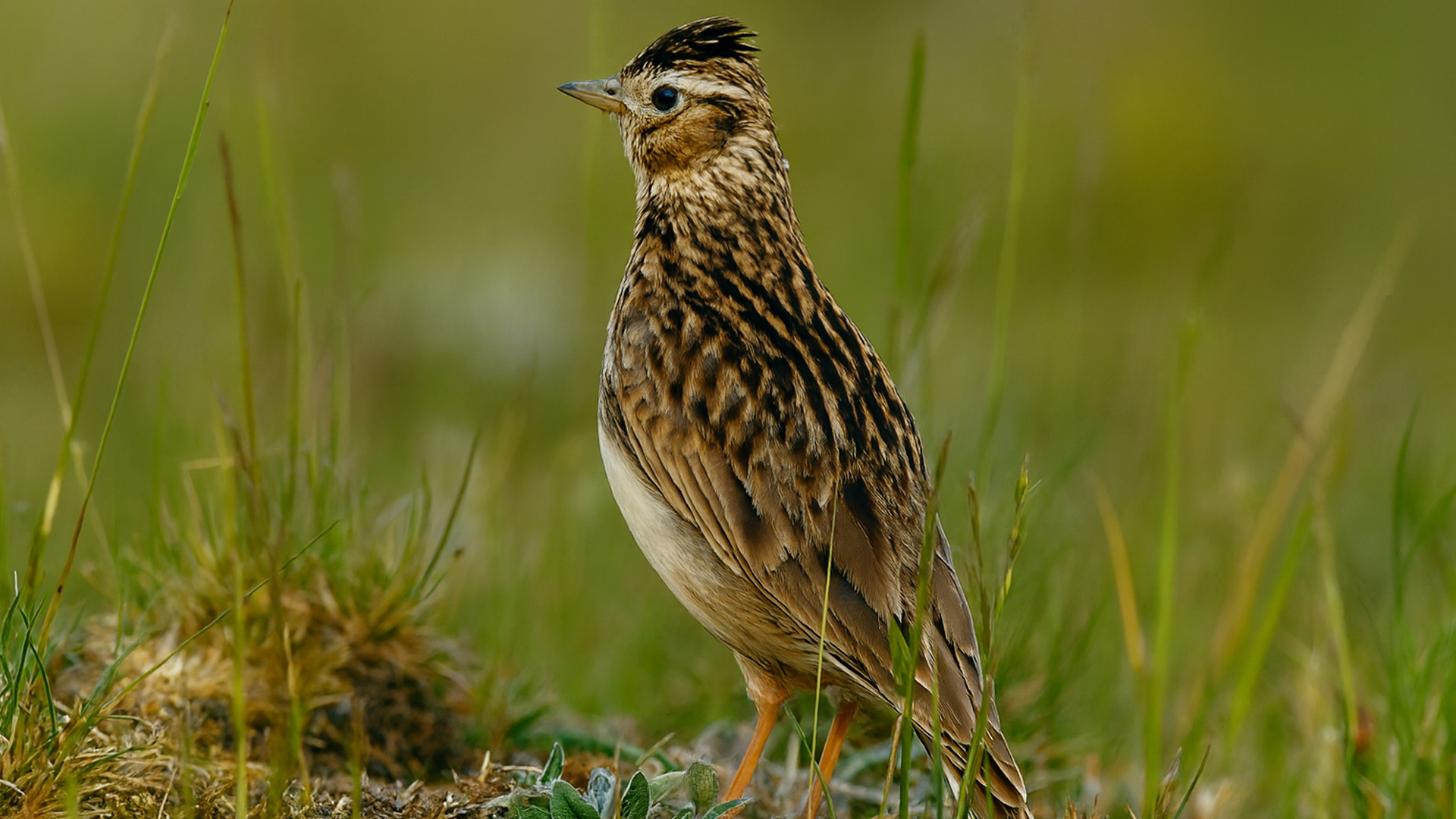 Natural Birdsong in Their Native Habitat