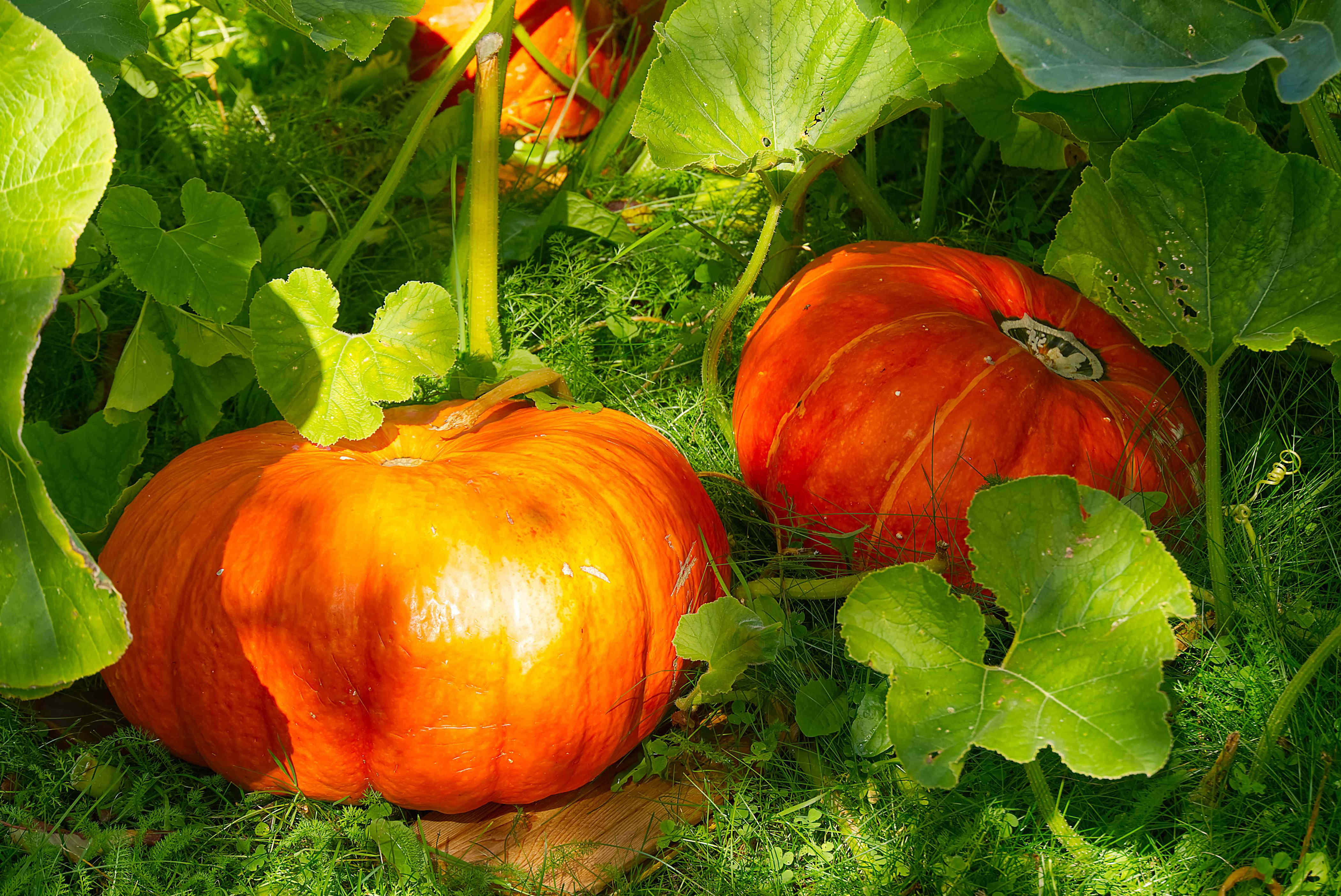 How to Grow Pumpkins in Your Backyard for Fall Carving, Baking, and Décor