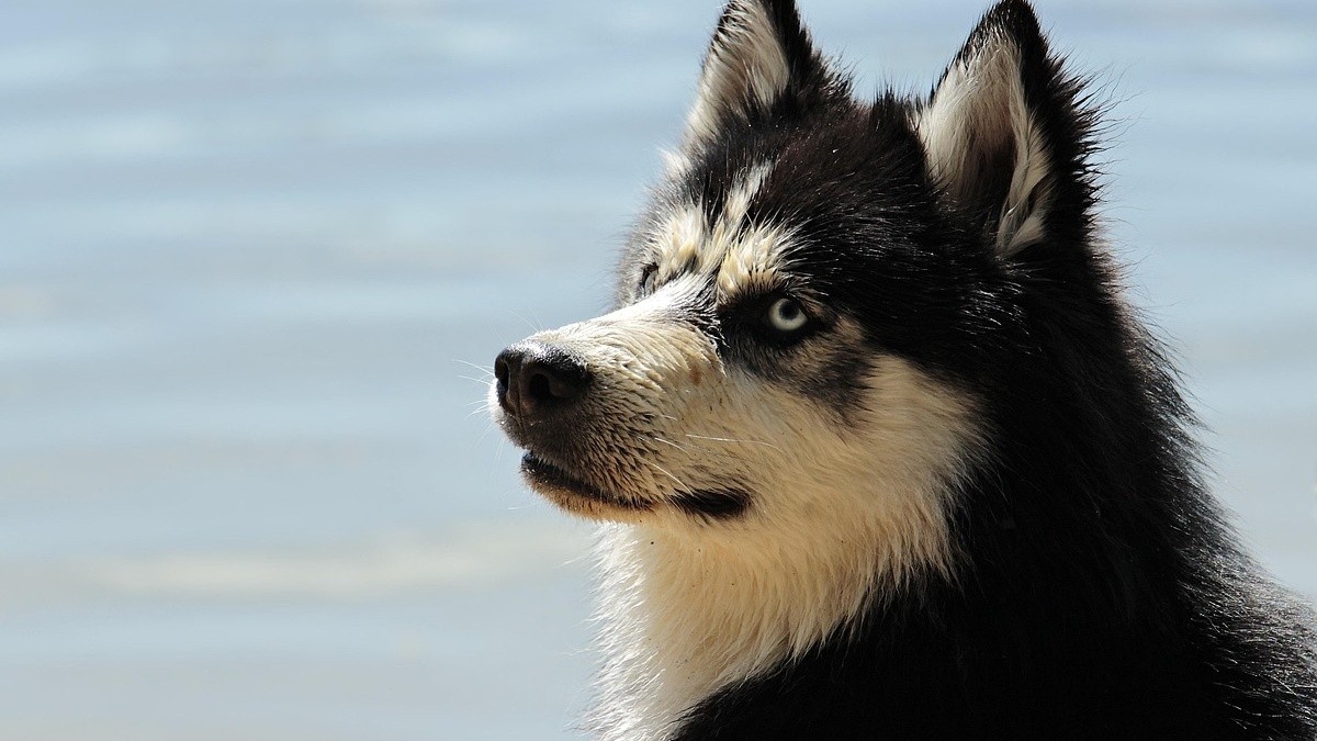 The 10 dog breeds that veterinarians do not recommend as pets