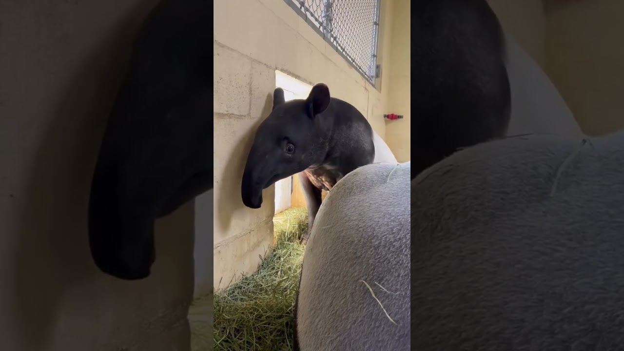 Baby tapir Ume boops the camera with her fuzzy little snoot