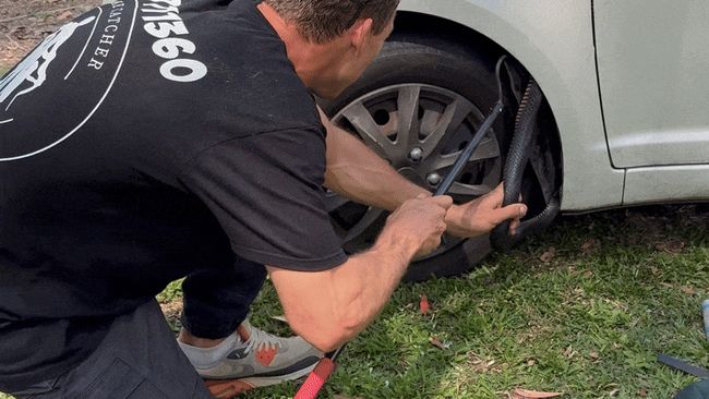 Venomous Snake Found Hiding in Car