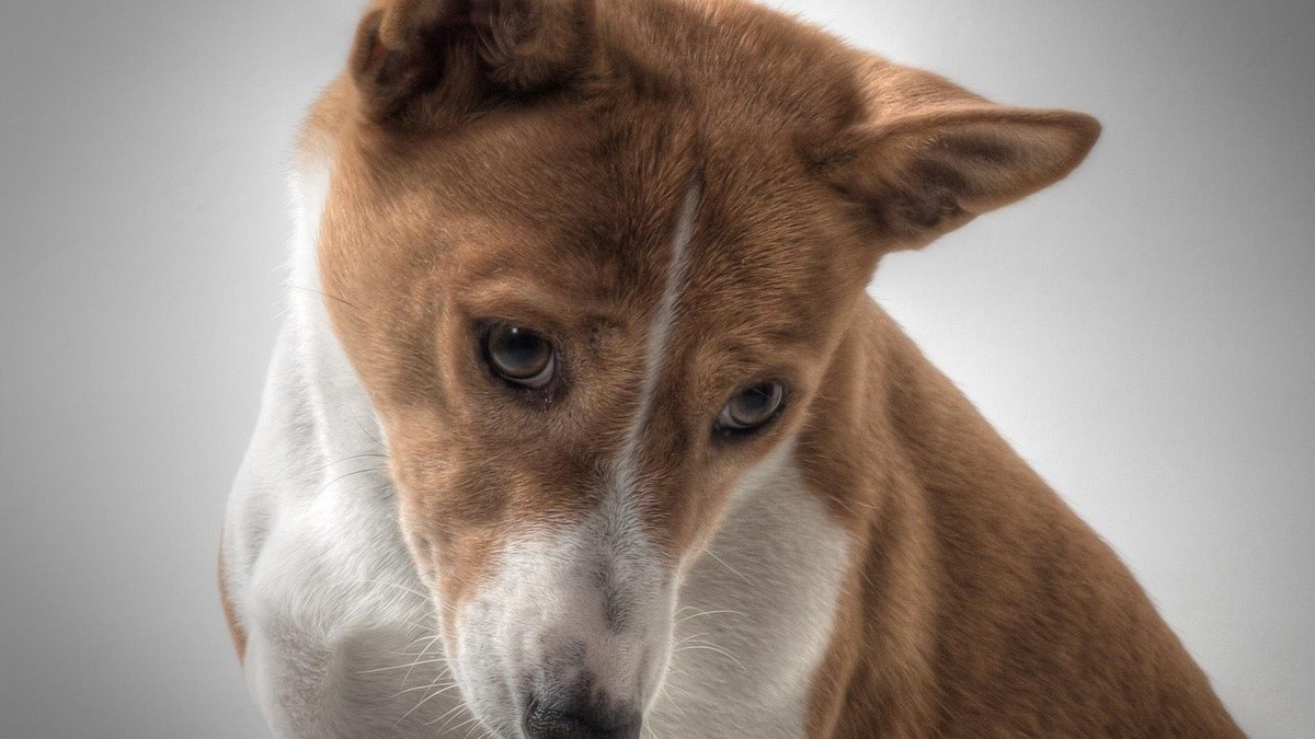 10 dog breeds that don't live glued to their owners (and why)