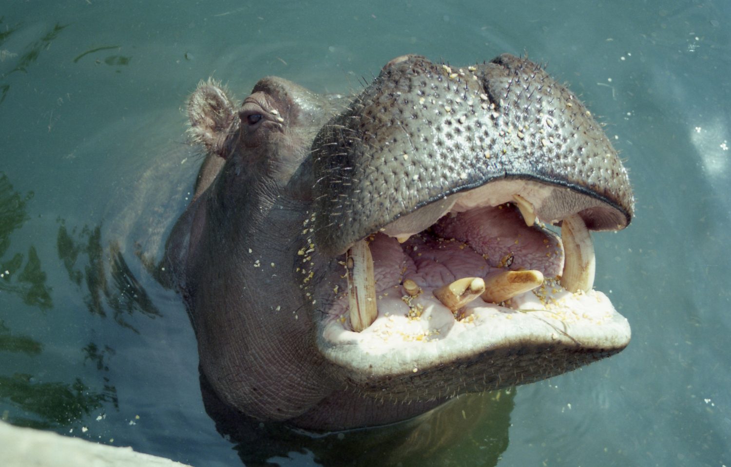 Do Hippos Really Need Their Teeth Brushed?