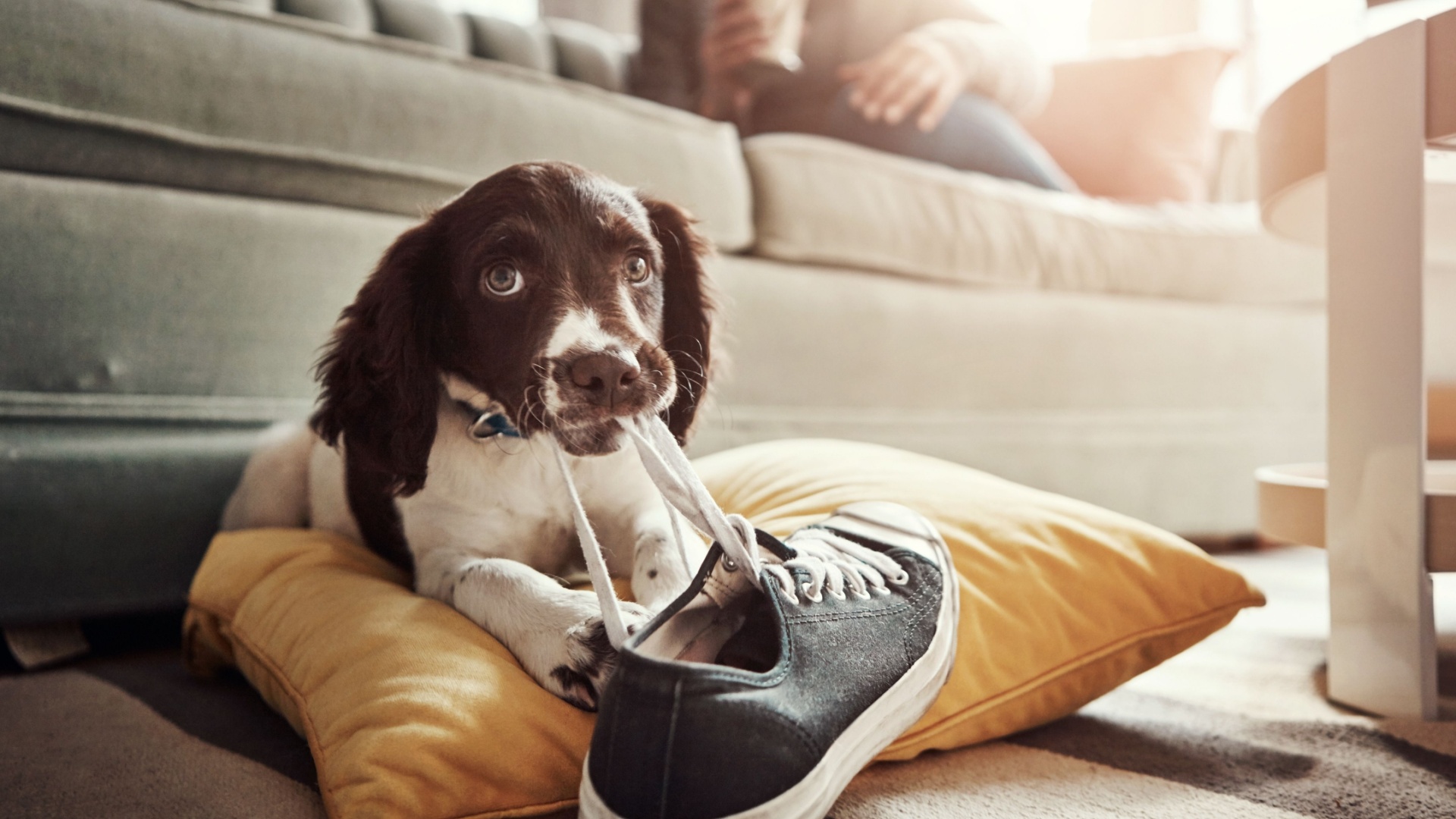 Dog Trainer Explains 10 Reasons Why Puppies Chew Everything