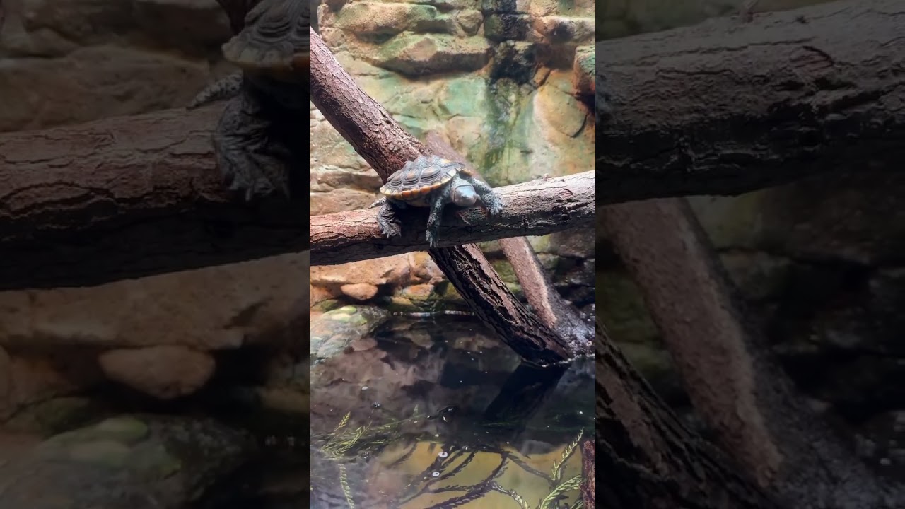 Playful animal lands a perfect dismount at feeding time