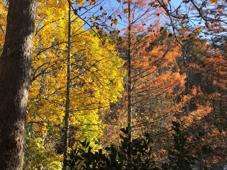 Fall begins in East Tennessee: What to know