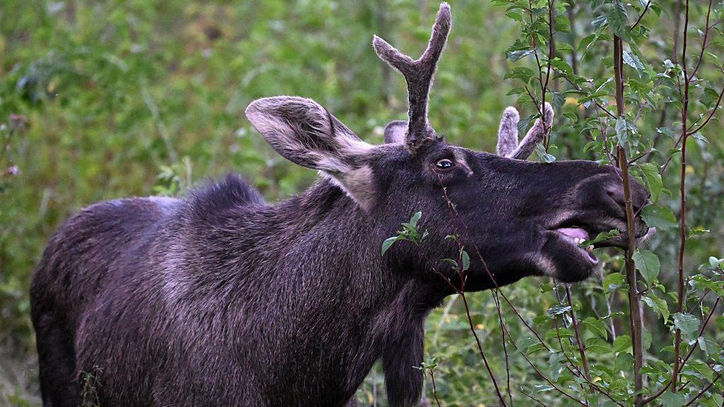Emil the Elk caught after long summer on the loose in Central Europe