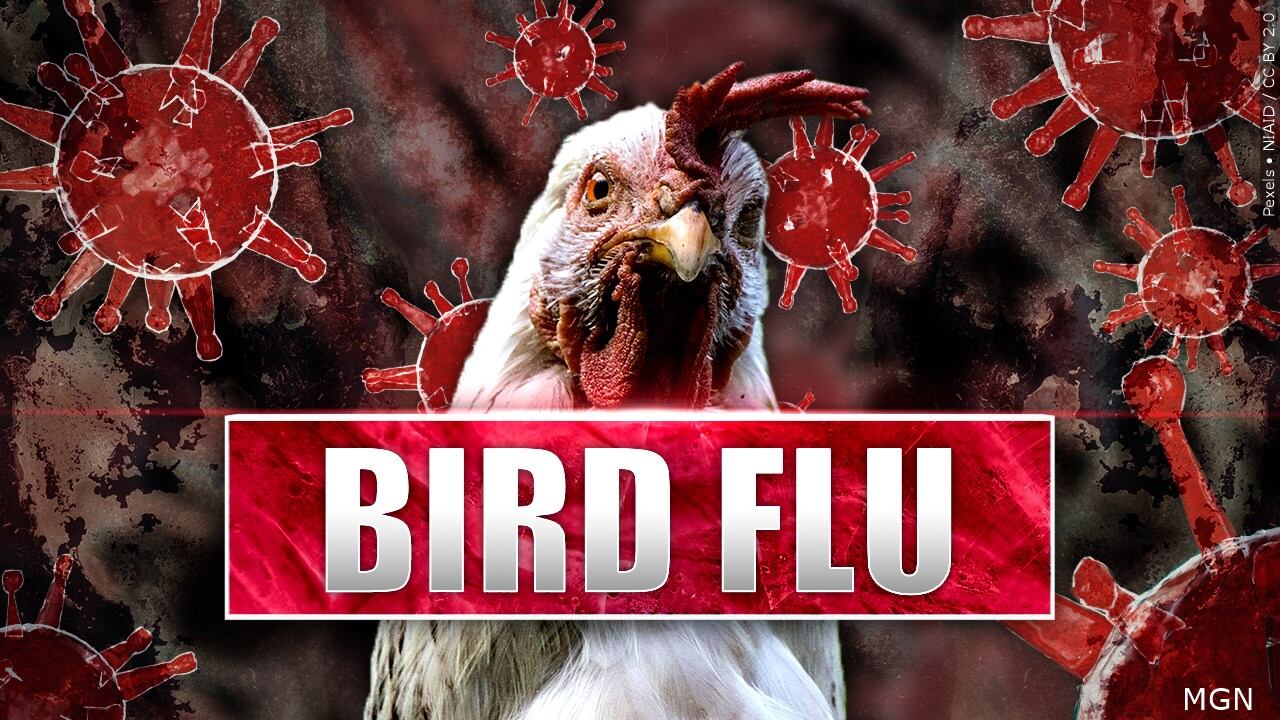 Bird Flu impacts flocks in ND, SD and MN