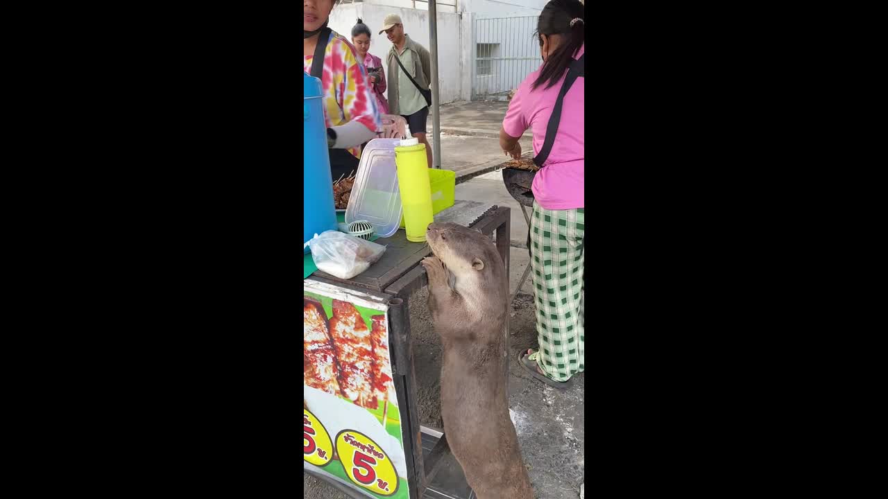 Otter visits market stall to ask for a snack