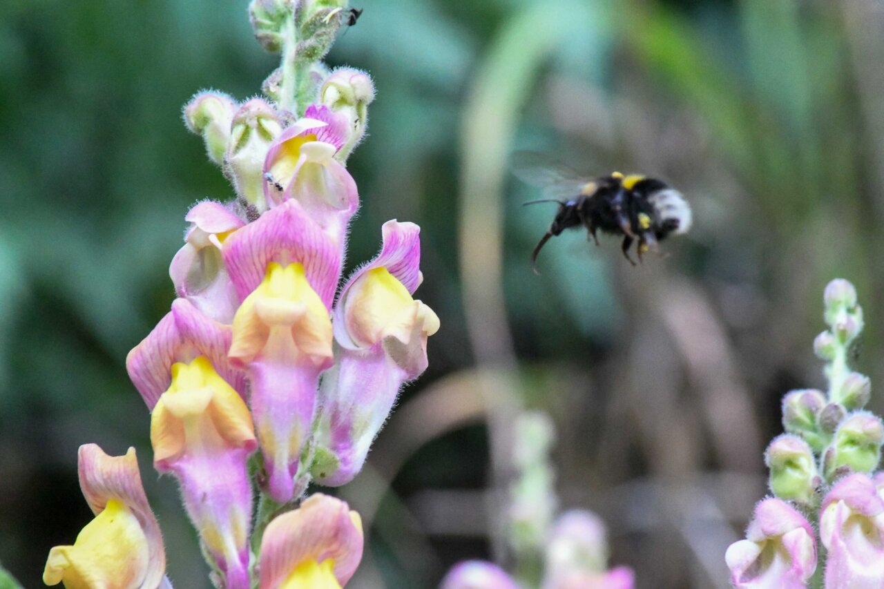 Scientists collect snapdragon flowers in the Pyrenees to trace their ...