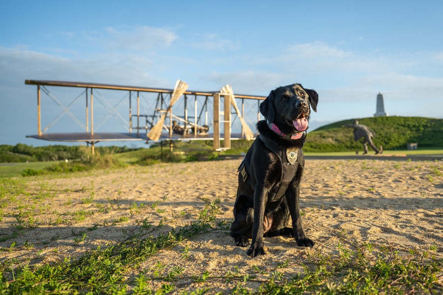Black Labrador K-9 ready to take a bite out of crime in the Outer Banks