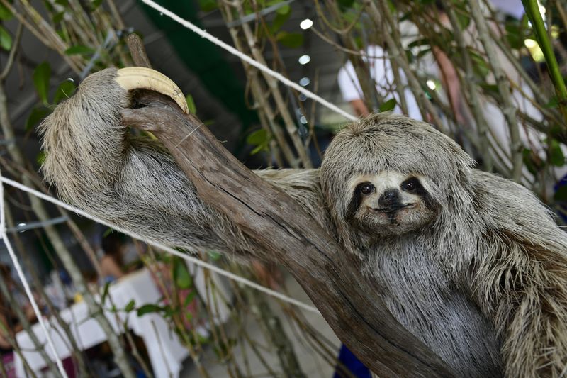 10 Of The Slowest Creatures In The Animal Kingdom